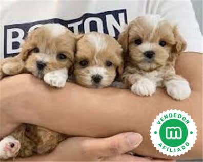 Milanuncios - MALTIPOO