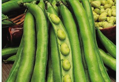 Milanuncios - 100 gramos de semillas de haba