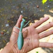Milanuncios - Mantis de Papúa (Hierodula sp. papua)
