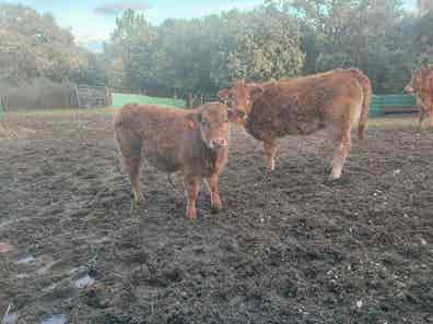 Limusines en venta | Milanuncios