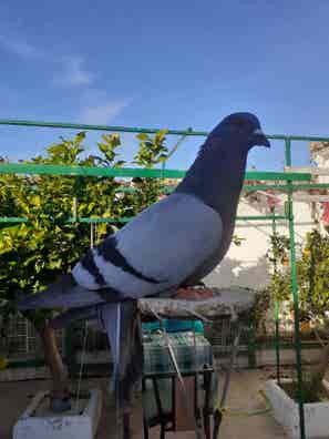 Palomas carrier Artículos y accesorios de caza | Milanuncios