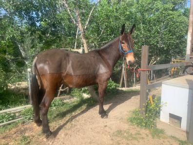 Mulos grandes Mulas. Compra venta de mulas al mejor precio y adopción ...