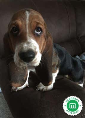 Basset hound Perros en adopción, compra venta de accesorios y servicios ...
