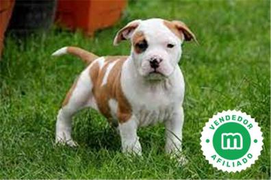 American stanford Perros en adopción, compra venta de accesorios y ...