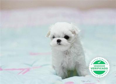 MILANUNCIOS | Mini toy Bichón Maltes en adopción. Compra venta y regalo ...