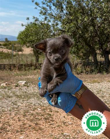 Milanuncios - CHIHUAHUA PELO LARGO