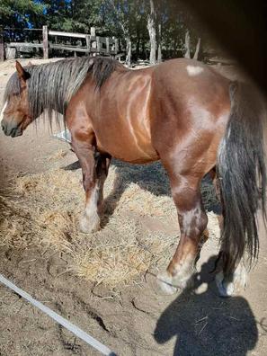 Caballos domados Caballosen venta . Comprar y vender caballos a buen ...