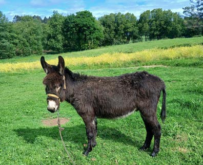 Milanuncios - burro enano