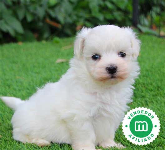 Milanuncios - Bichón maltes