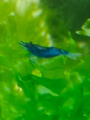 Gambas acuario en venta | Milanuncios
