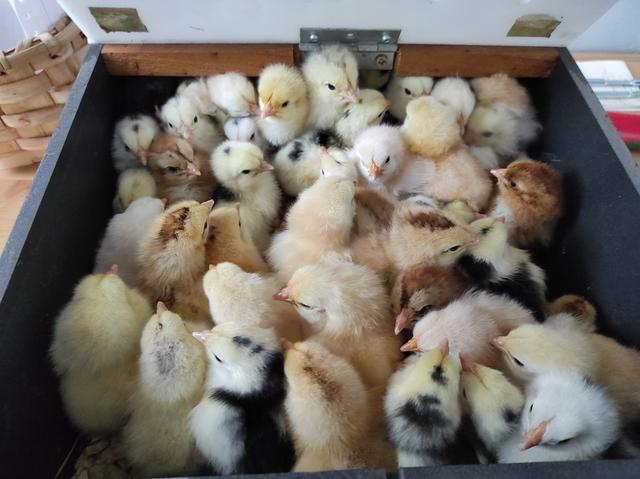 Milanuncios - Pollitos Varias razas