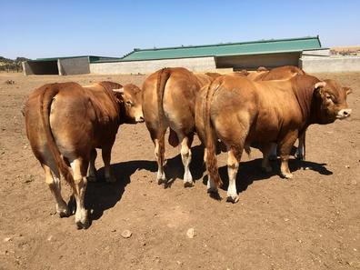 Toros en venta | Milanuncios