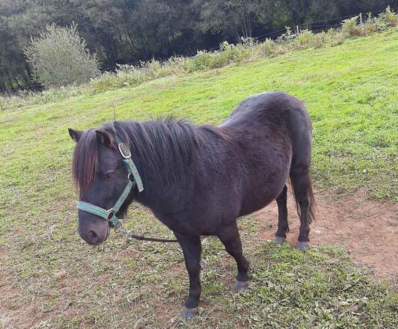 Milanuncios - poni entero