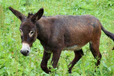 Milanuncios - Se vende burro