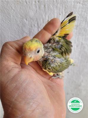MILANUNCIOS | Agapornis papilleros Pájaros. Compra venta de pájaros ...