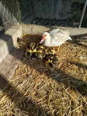 Patos en venta | Milanuncios