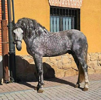 MILANUNCIOS | Perla Caballosen venta . Comprar y vender caballos a buen ...