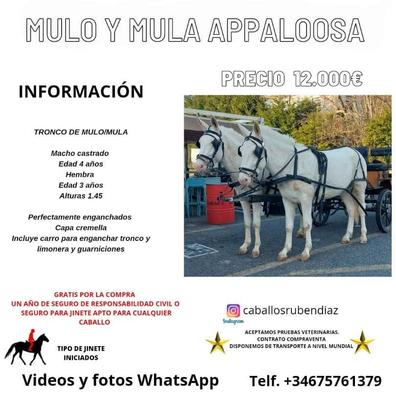 Mulas en venta | Milanuncios