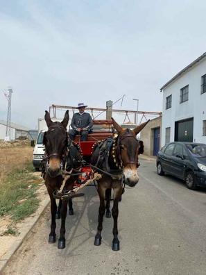 Mulas. Compra venta de mulas al mejor precio y adopción | Milanuncios