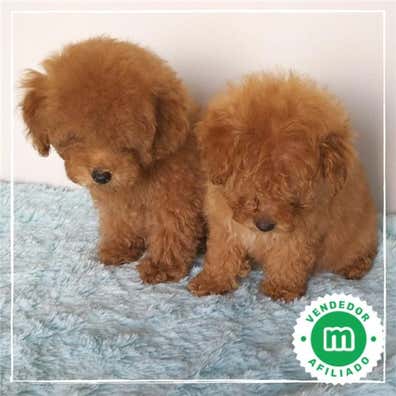 Caniche mini toy Caniches en adopción. Compra venta y regalo de ...