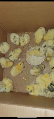 Milanuncios - se vende pollitos 🐥