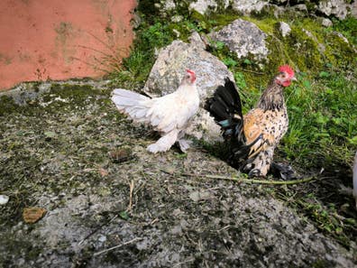 Gallinas en venta en Santander | Milanuncios