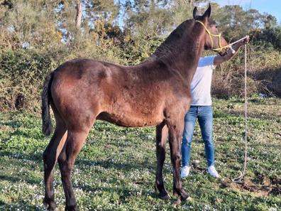 Potros en venta | Milanuncios