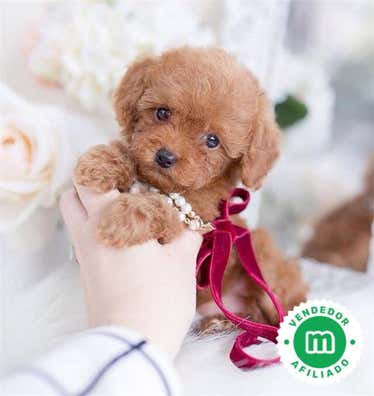 Caniche mini toy en venta | Milanuncios