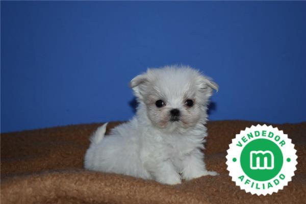 Milanuncios - BICHON MALTES MINI TOY NO SUELTAN PELO