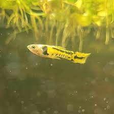 Mascotas en adopción y accesorios de mascota de segunda mano baratos ...