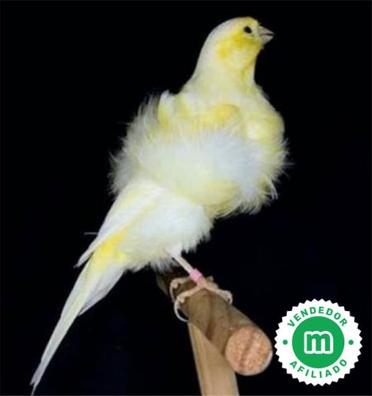Canarios blancos Pájaros. Compra venta de pájaros, jaulas y accesorios ...