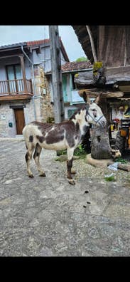 Milanuncios - semental pinto