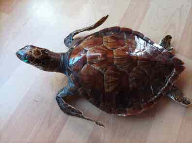 Tortuga disecada | Milanuncios