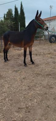 Mulas. Compra venta de mulas al mejor precio y adopción | Milanuncios