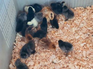 Milanuncios - Pollitos