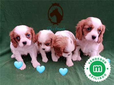 Cavalier en venta | Milanuncios