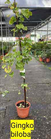 Milanuncios - gingko biloba ginkgo biloba