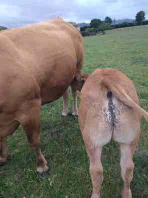 Vacas en venta en Cuenca Provincia | Milanuncios