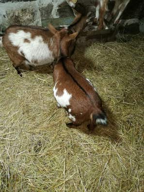 Cabras. Compra venta de cabras al mejor precio y adopción | Milanuncios