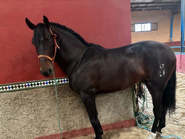 Milanuncios - caballo castaño 6.500€