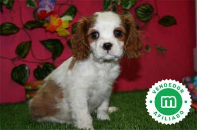 Cavalier en venta | Milanuncios
