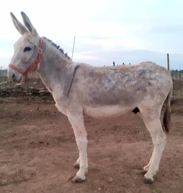 Burros. Compra venta de yeguas al mejor precio y adopción | Milanuncios
