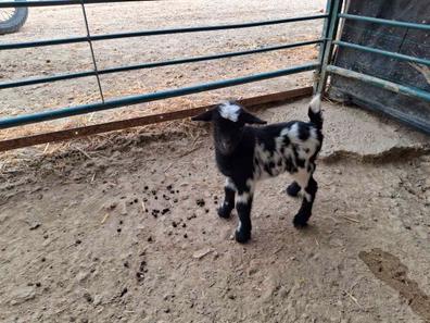 Cabras en venta | Milanuncios