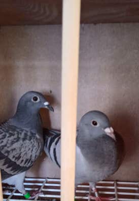Palomos gaditanos Mascotas en adopción y accesorios de mascota de ...