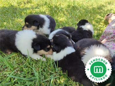 Rough collie Perros en adopción, compra venta de accesorios y servicios ...