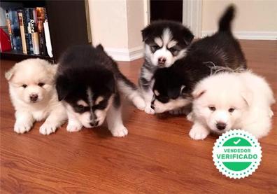 MILANUNCIOS | Pomsky Razas de perro en adopción. Compra venta y regalo ...