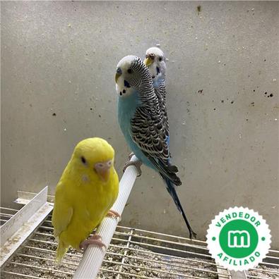 Periquitos azules en venta | Milanuncios