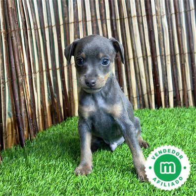 Pincher en venta | Milanuncios