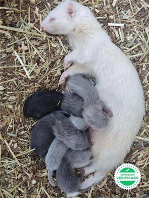 MILANUNCIOS | Huronesen adopción y compra venta al mejor precio. Realar ...