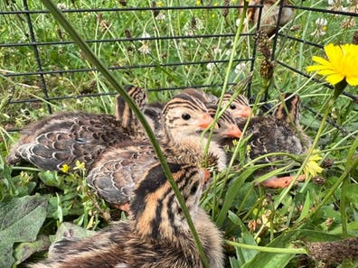 Milanuncios - Pollitos de gallina de Guinea